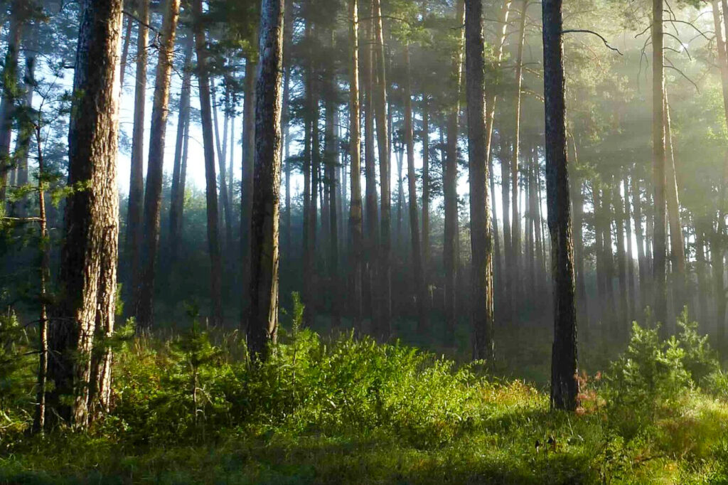 Innovative carbon finance strategy pays for active forest conservation ...