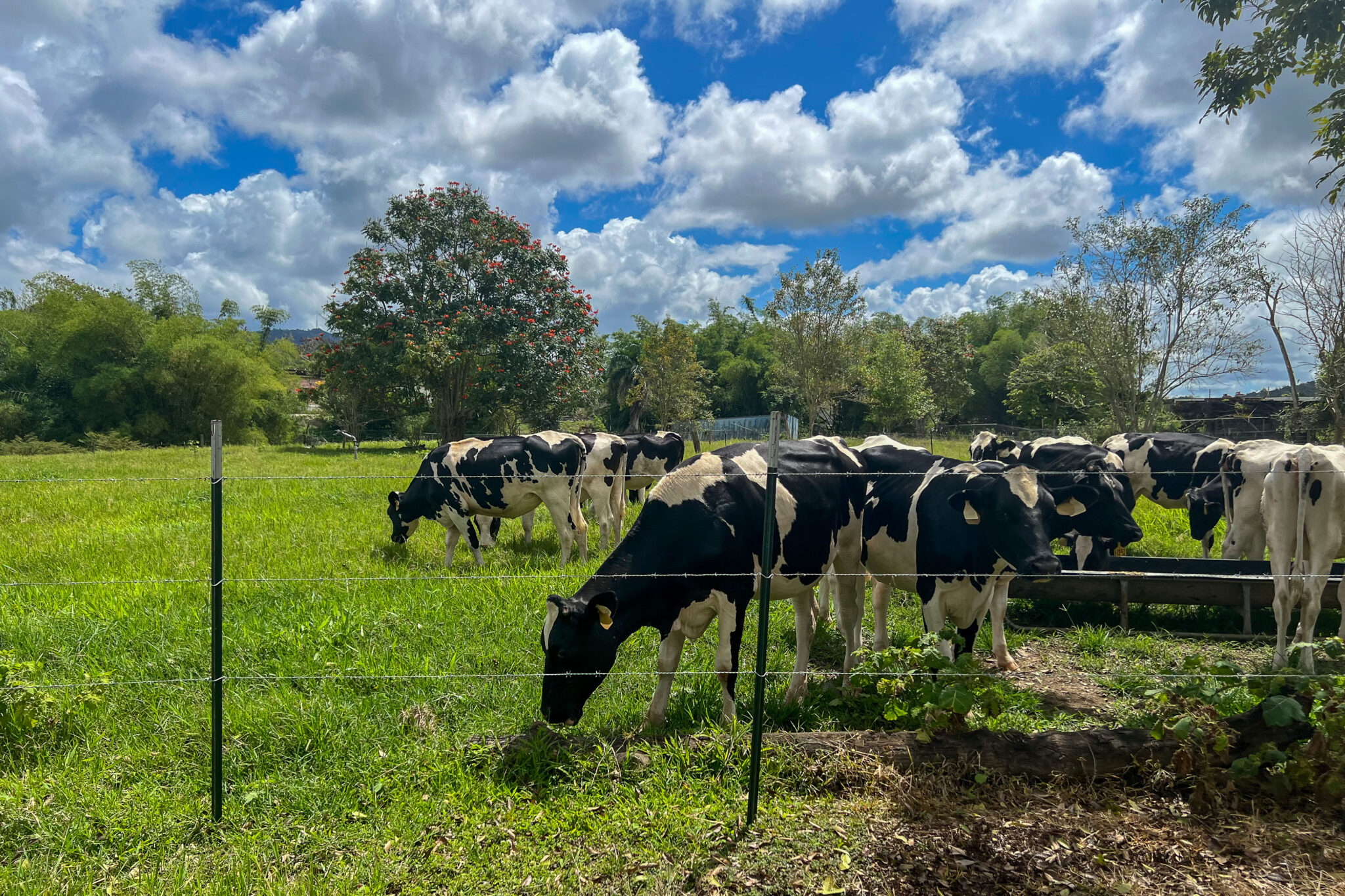 How can regenerative grazing for dairy production provide wins for cows ...