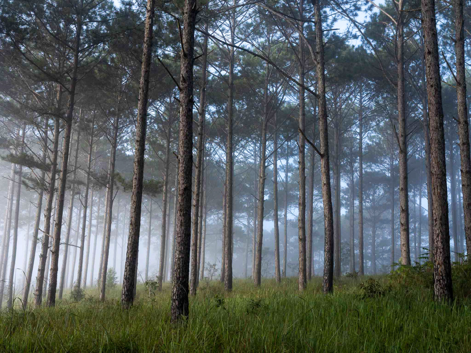 Pioneering solutions: ACR’s portfolio of methodologies is accelerating ...