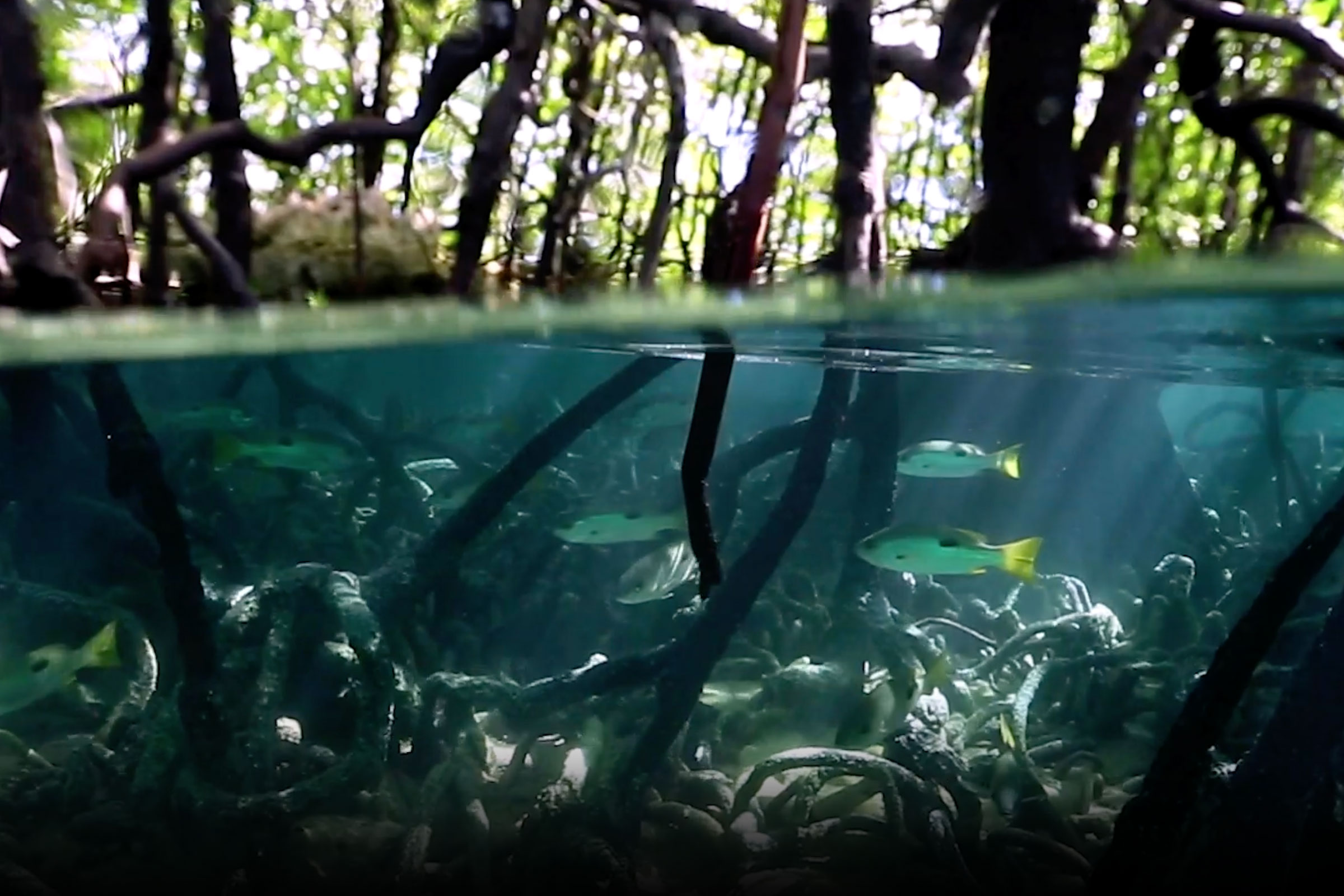 Celebrating mangroves — and the community action and science-based ...