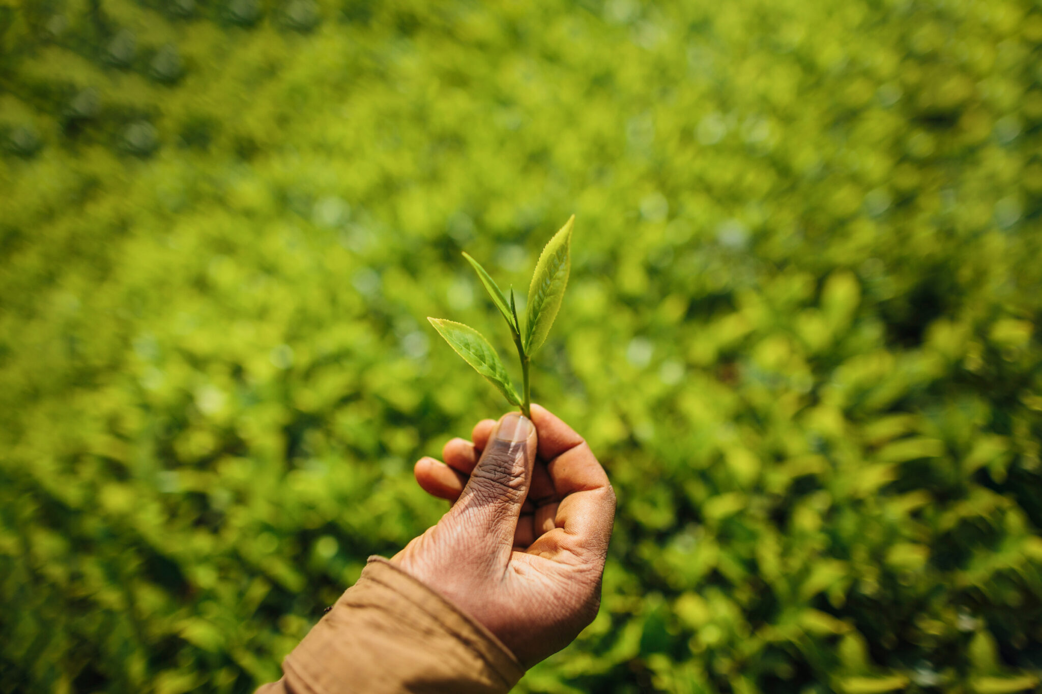 Impact-Ready Solutions - Winrock International